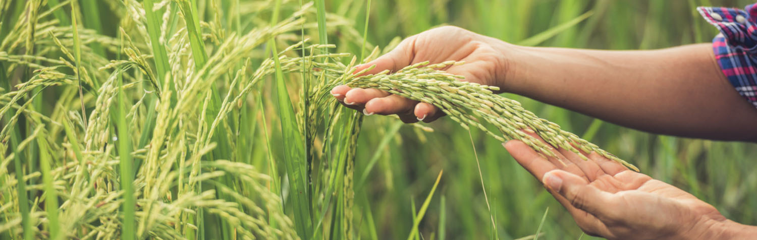 Seed Co Angola | Field Crops