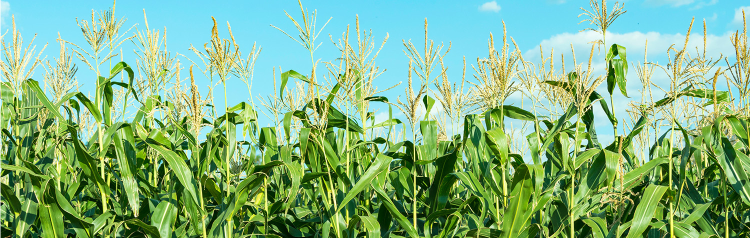 Maize - Seed Co Botswana | Field Crops