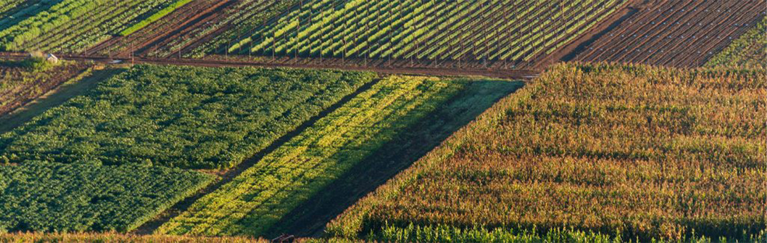 Overview - Seed Co Botswana | Field Crops