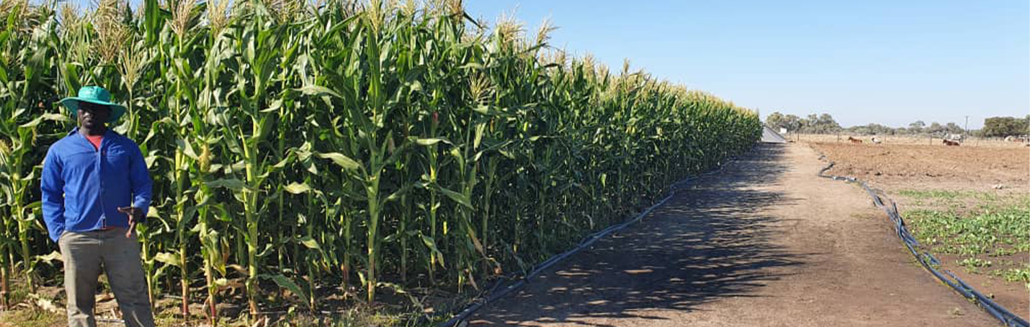 Product Innovations - Seed Co Botswana | Field Crops