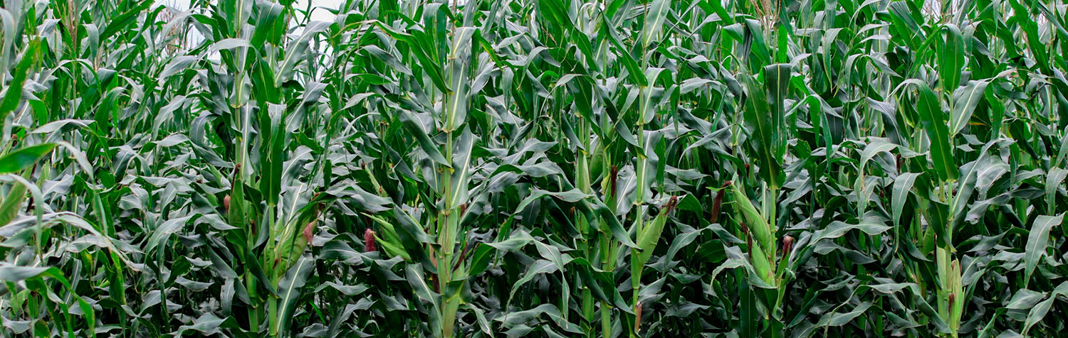Seed Co DRC | Field Crops