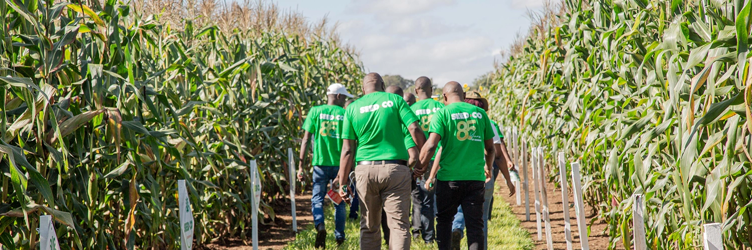 Seed Co DRC | Field Crops