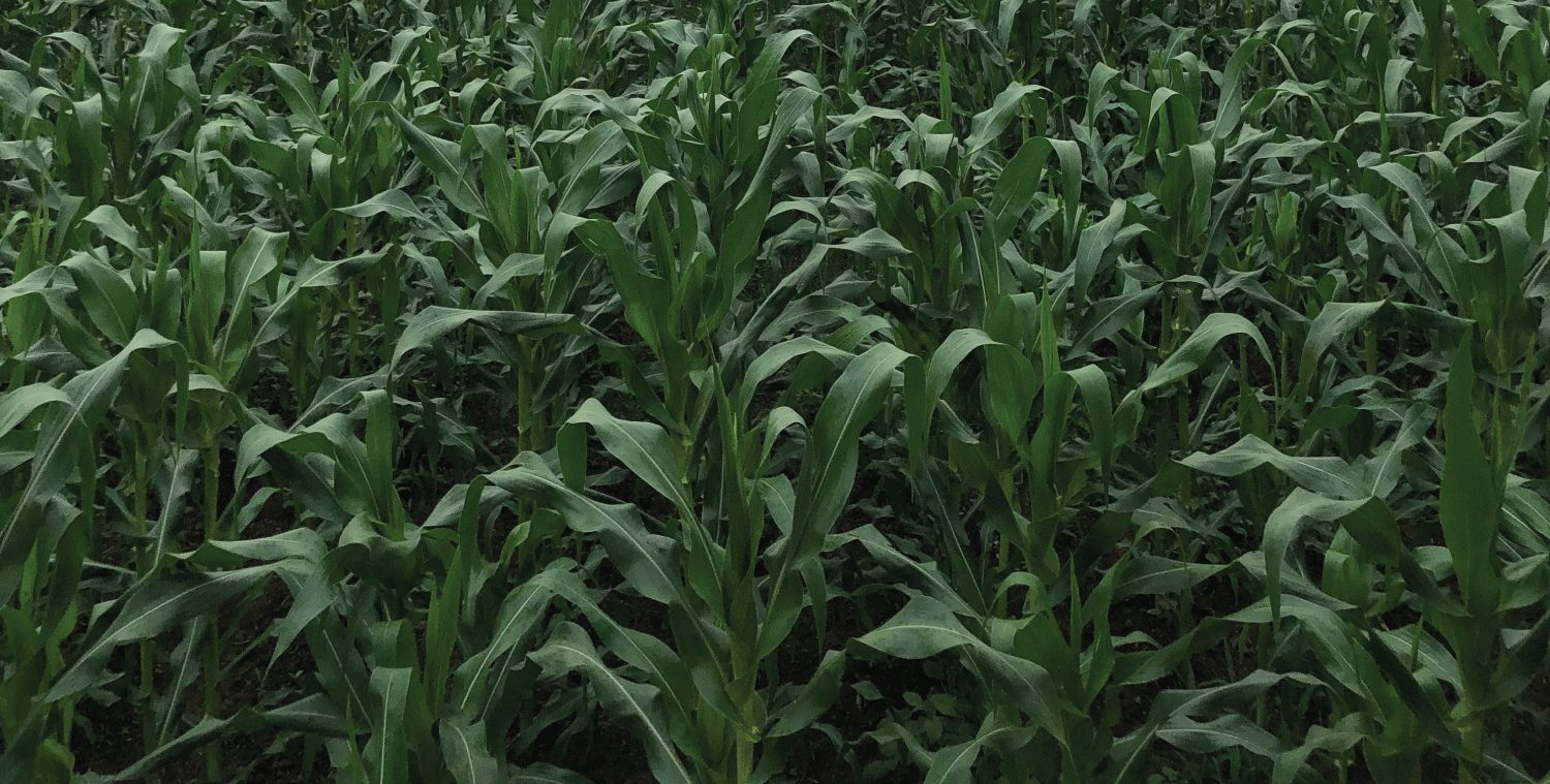 SC Punda Milia 555 - Seed Co Kenya | Field Crops