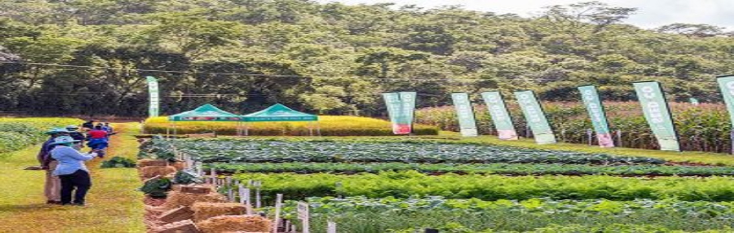 Farmers Hub - Seed Co Kenya | Field Crops