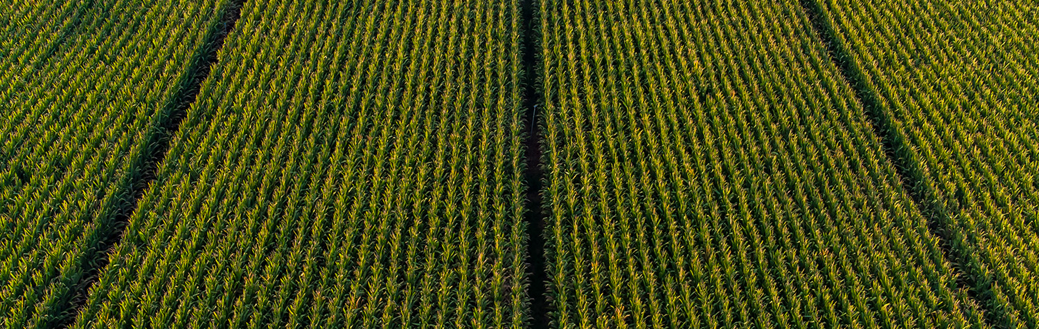 How To - Seed Co Kenya | Field Crops