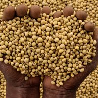 Home - Seed Co Kenya | Field Crops