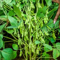 Home - Seed Co Kenya | Field Crops