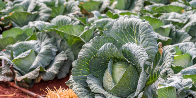 Maize - Seed Co Kenya | Vegetables