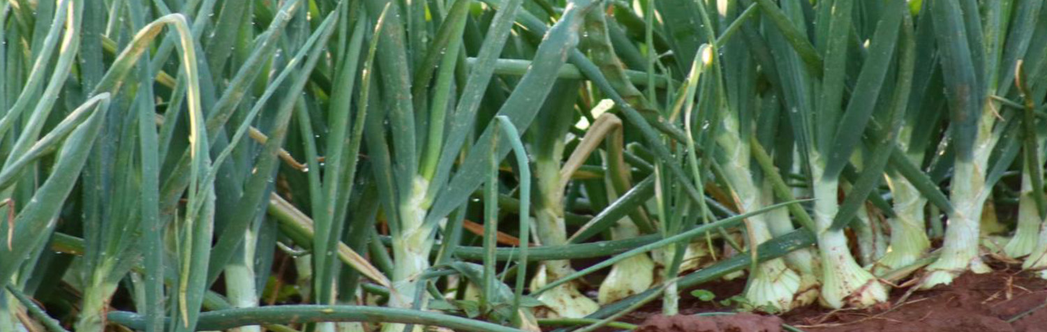 Seed Co Kenya | Vegetables