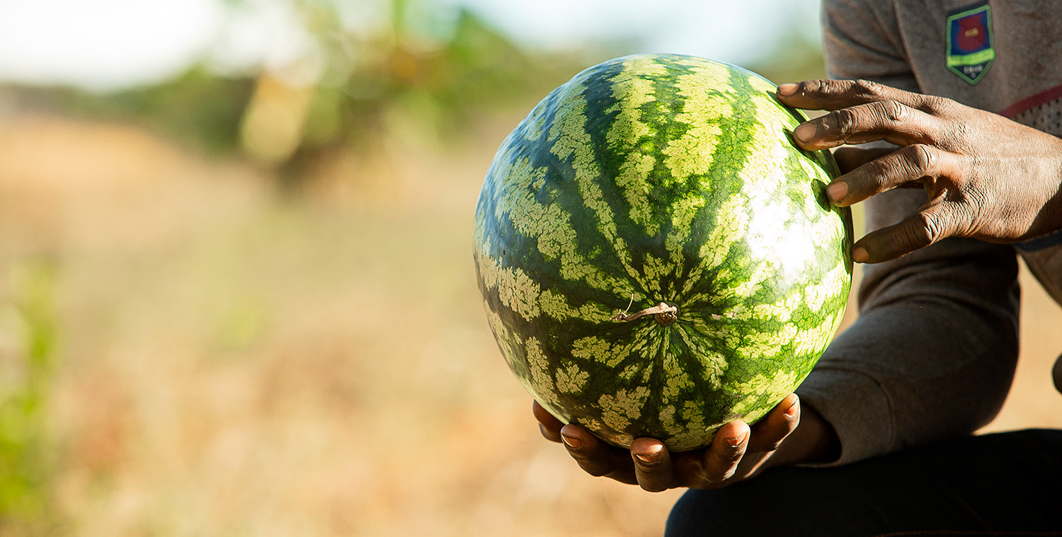 Watermelon - Seed Co Kenya | Vegetables