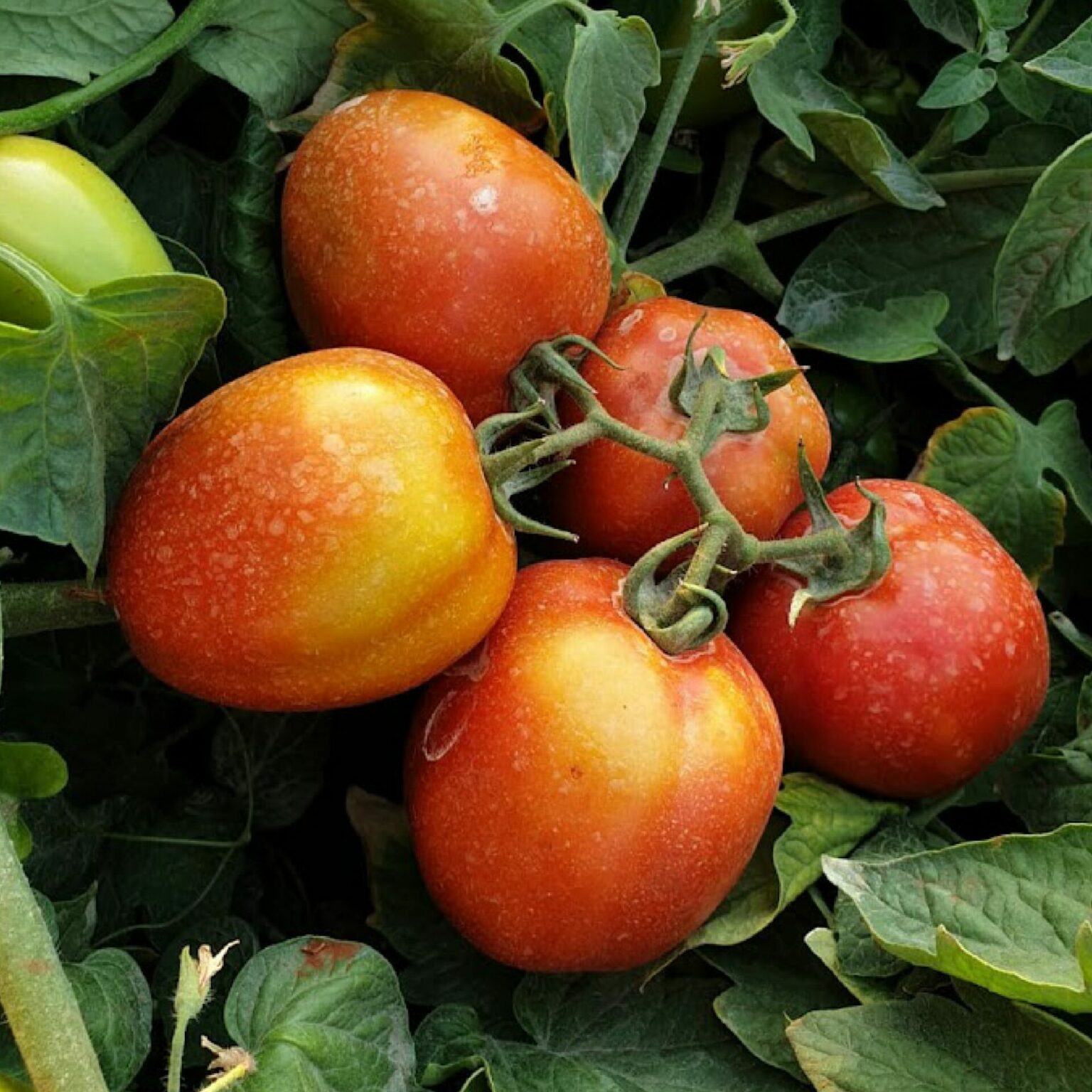 Home - Seed Co Kenya | Vegetables
