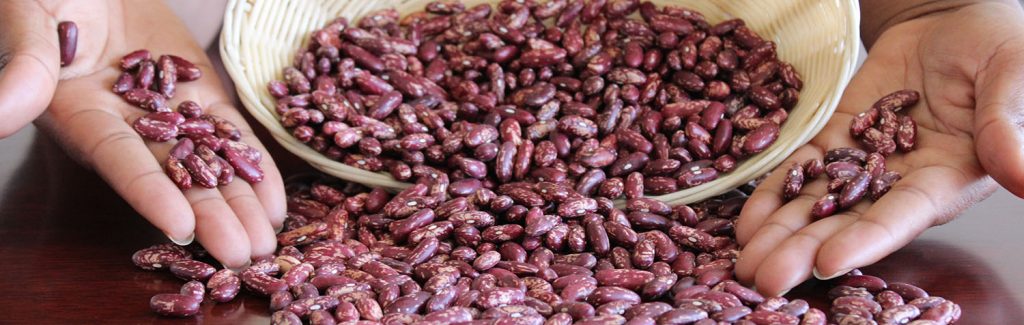 Home - Seed Co Malawi | Field Crops