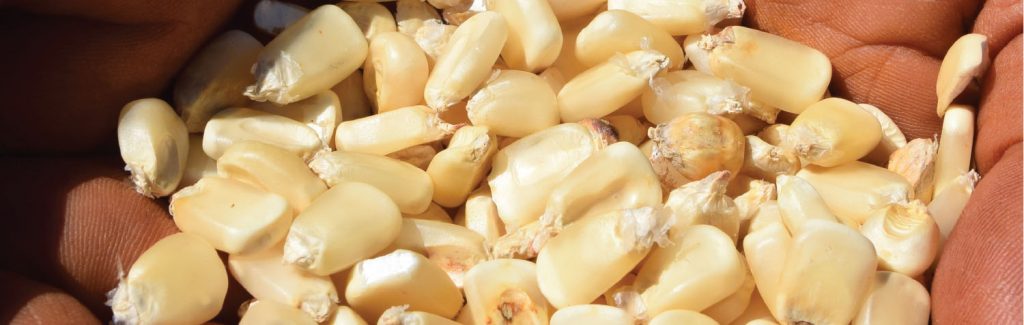 Home - Seed Co Malawi | Field Crops