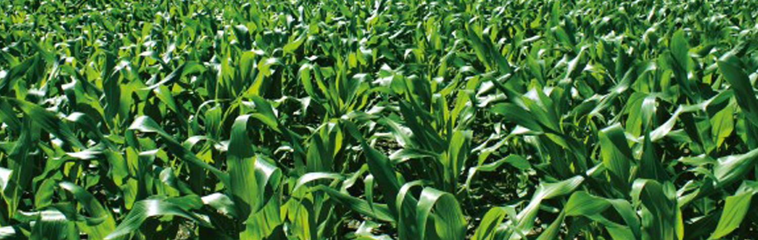 SC 649-Mkango - Seed Co Malawi | Field Crops