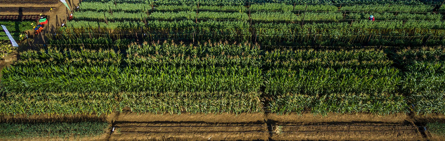 Products - Seed Co Malawi | Field Crops