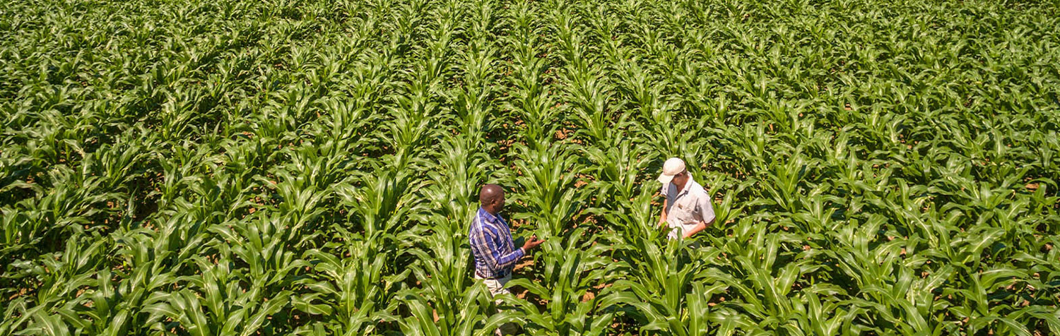 Testimonials - Seed Co Malawi | Field Crops