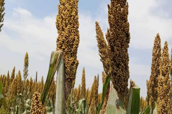 HARVESTING & POST-HARVEST MANAGEMENT GUIDE - Seed Co Malawi | Field Crops