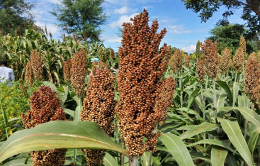 HARVESTING & POST-HARVEST MANAGEMENT GUIDE - Seed Co Malawi | Field Crops
