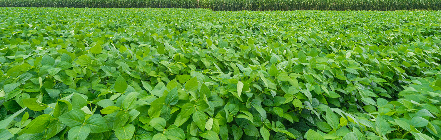 Soya - Seed Co Tanzania | Field Crops