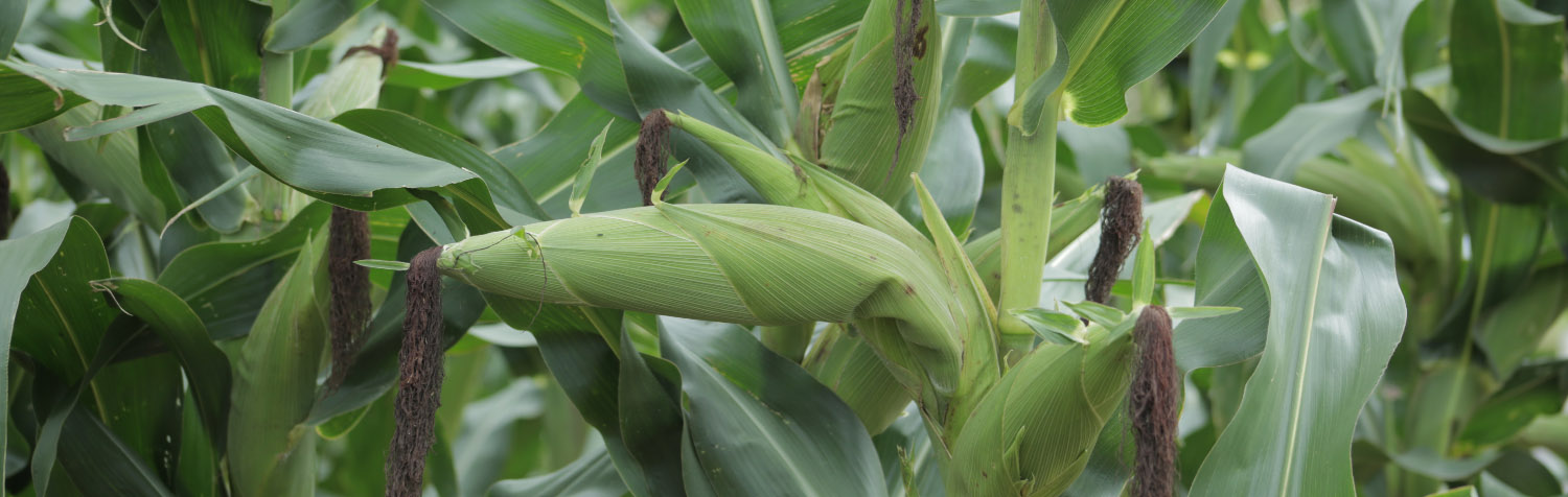 Kanda ya kusini - Seed Co Tanzania | Field Crops