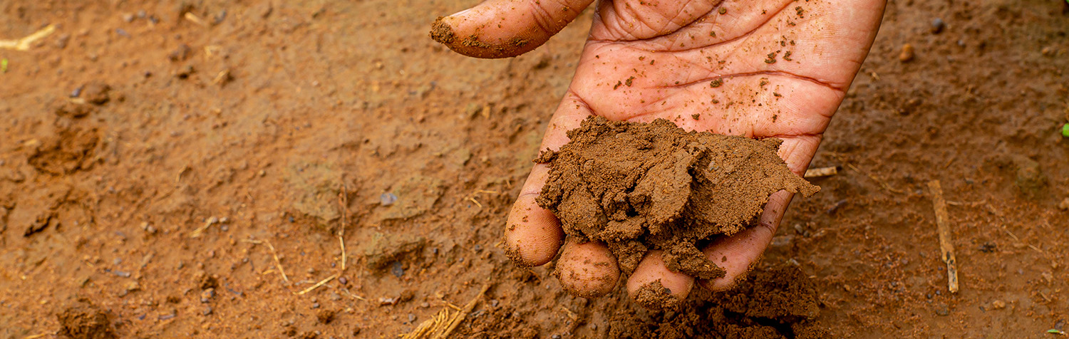 Seed Co Group - Soil conditioning: A step by step guide