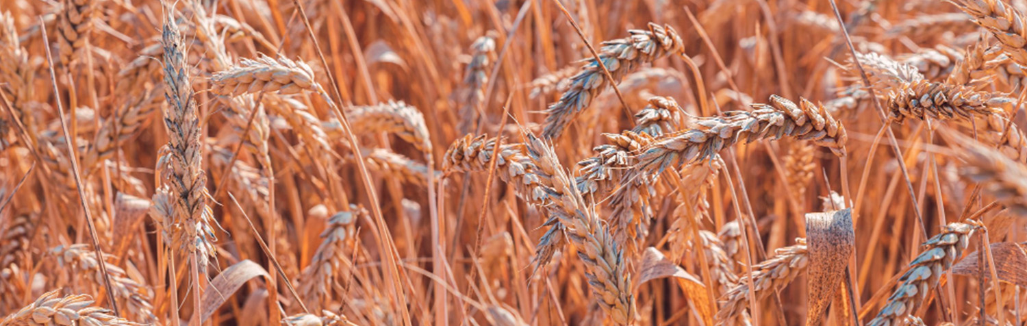 Seed Co wheat varieties on the market - Seed Co Group