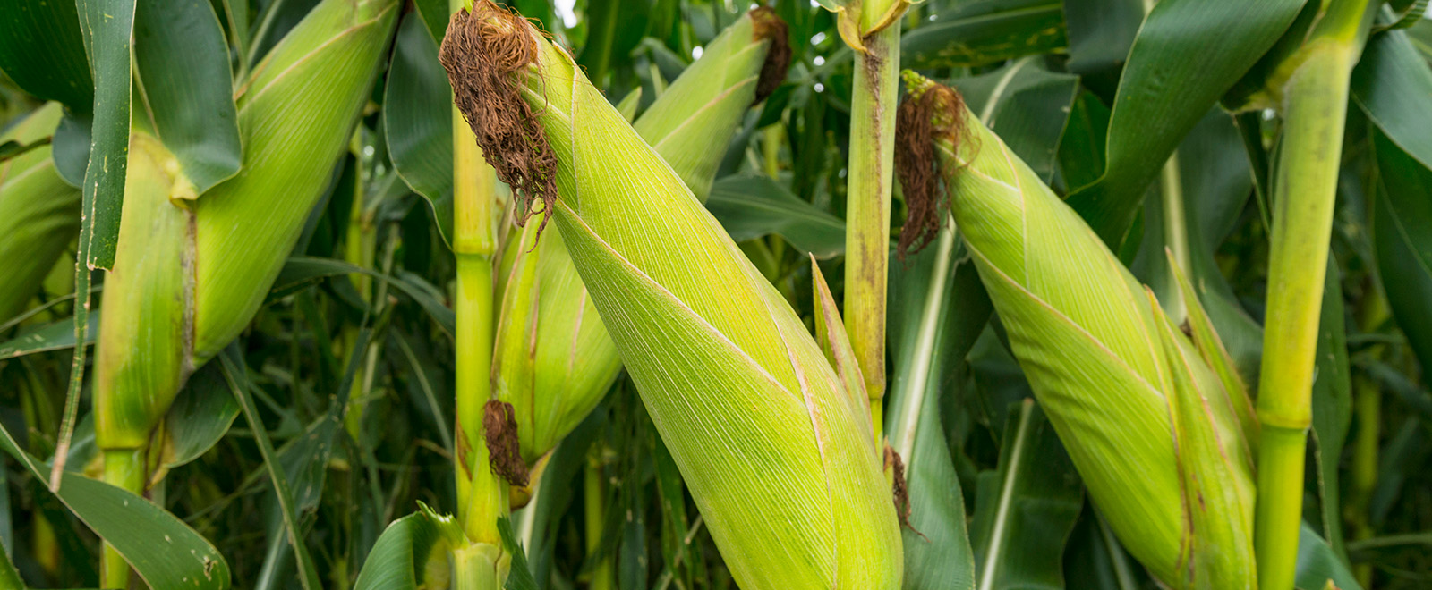 Overview - Seed Co Group