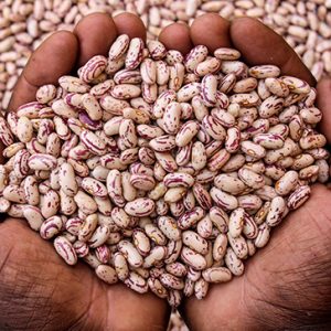 SC 701 - Seed Co Group