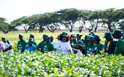 Seed Co Zambia | Field Crops