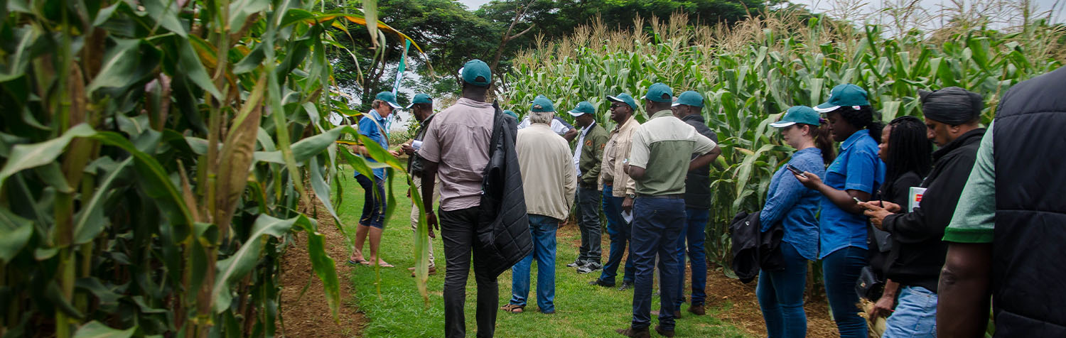 Seed Co Zambia | Field Crops
