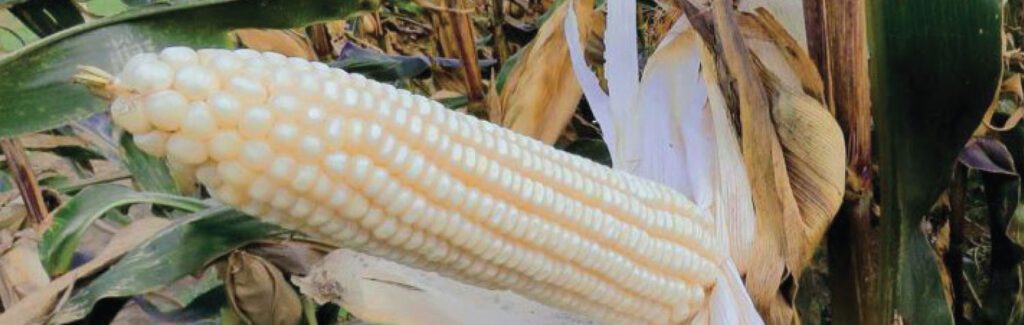 Seed Co Zambia | Field Crops