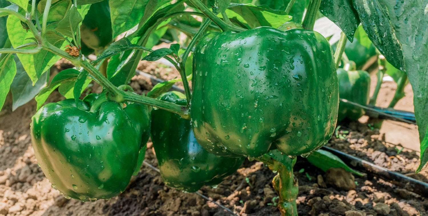 Our Story - Seed Co Zambia | Vegetables