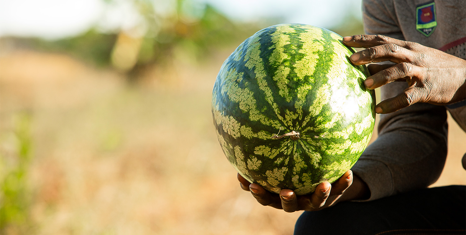 Overview - Seed Co Zambia | Vegetables