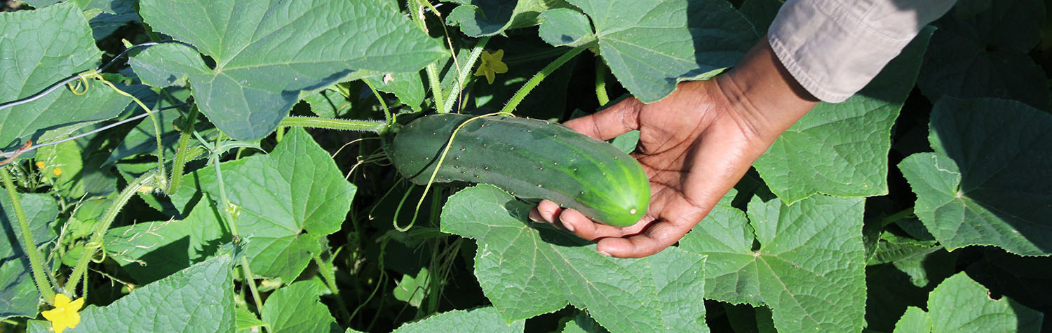 FAQs - Seed Co Zambia | Vegetables