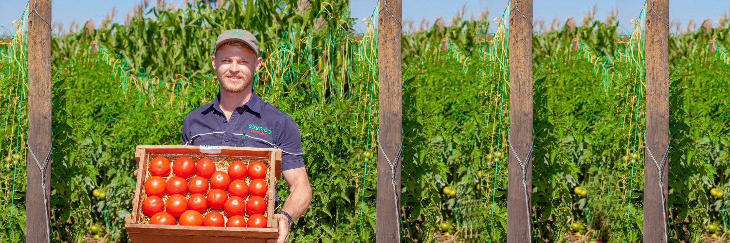 CANDELA F1 - Seed Co Zimbabwe | Vegetables