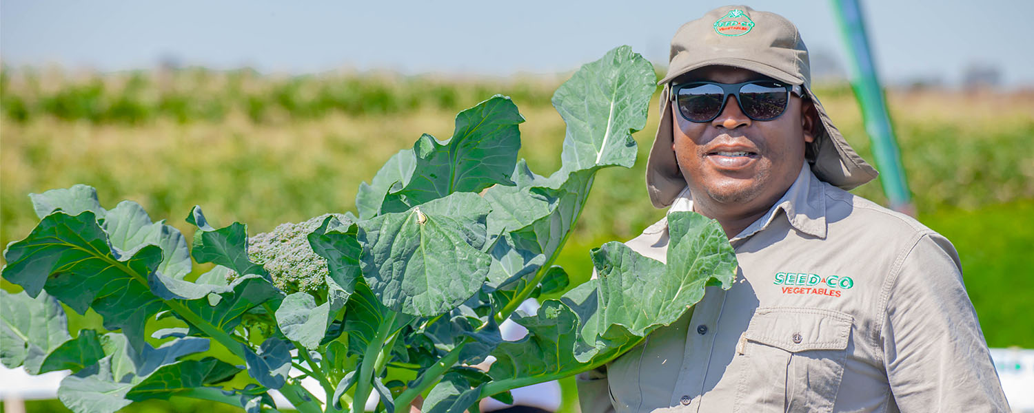 Blog - Seed Co Zimbabwe | Vegetables