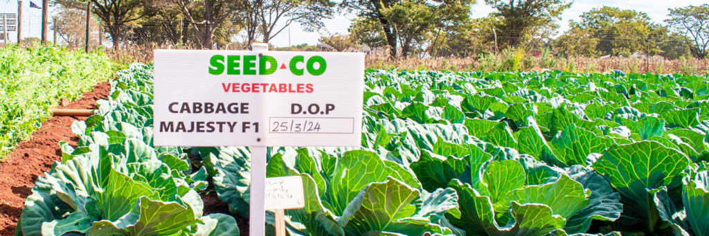 Blog - Seed Co Zimbabwe | Vegetables